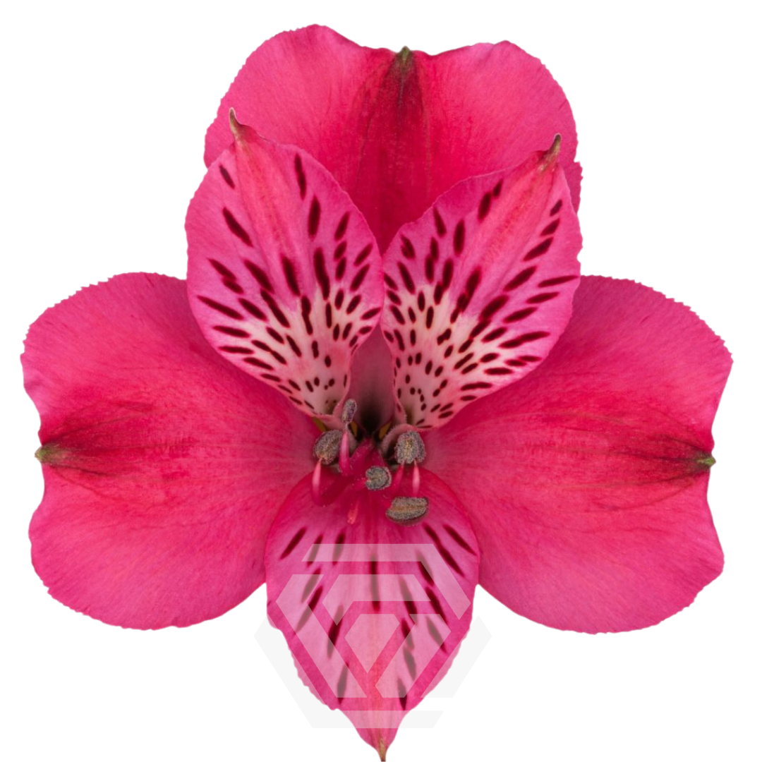 Alegria - Tessa The Finest Flowers