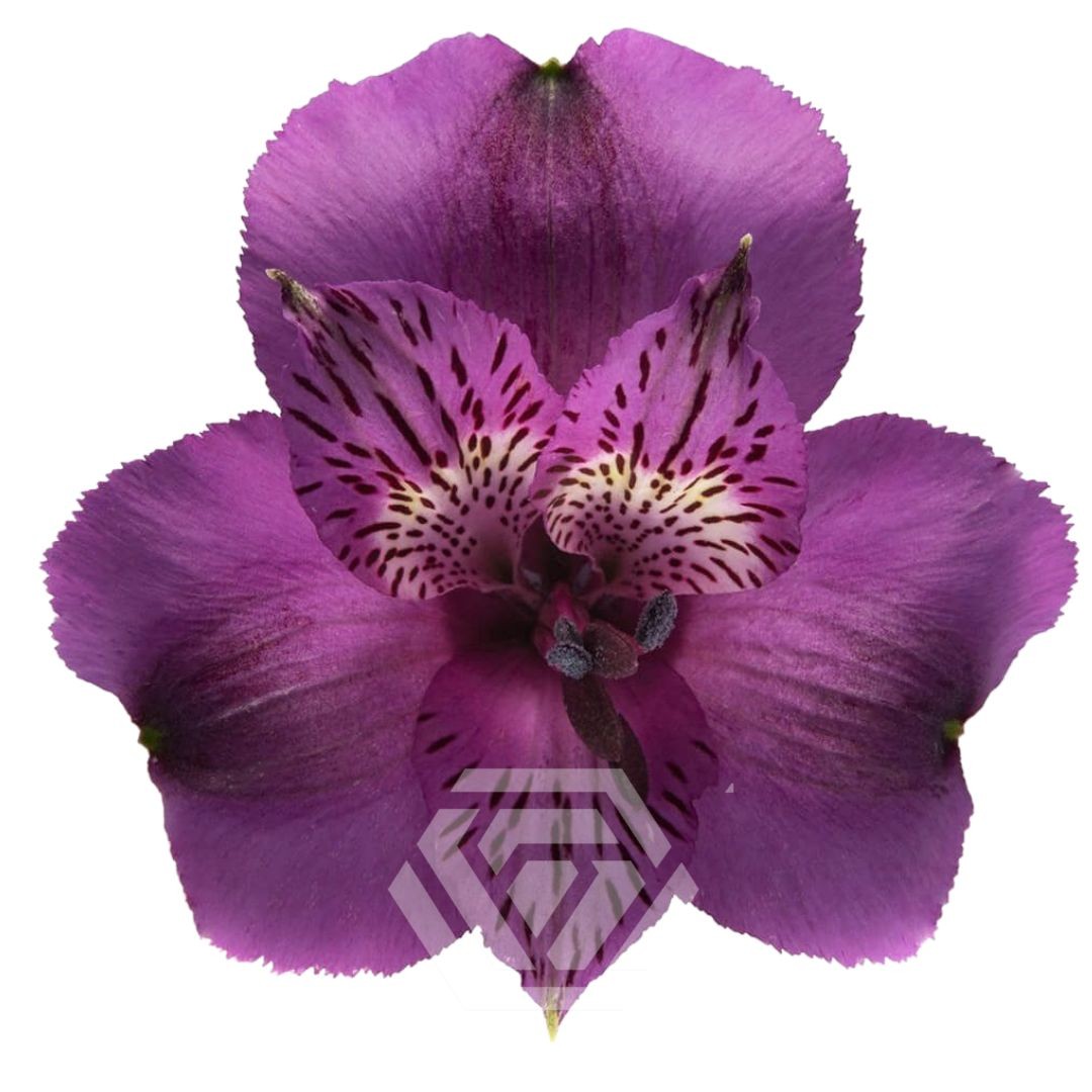 Aaron - Tessa The Finest Flowers