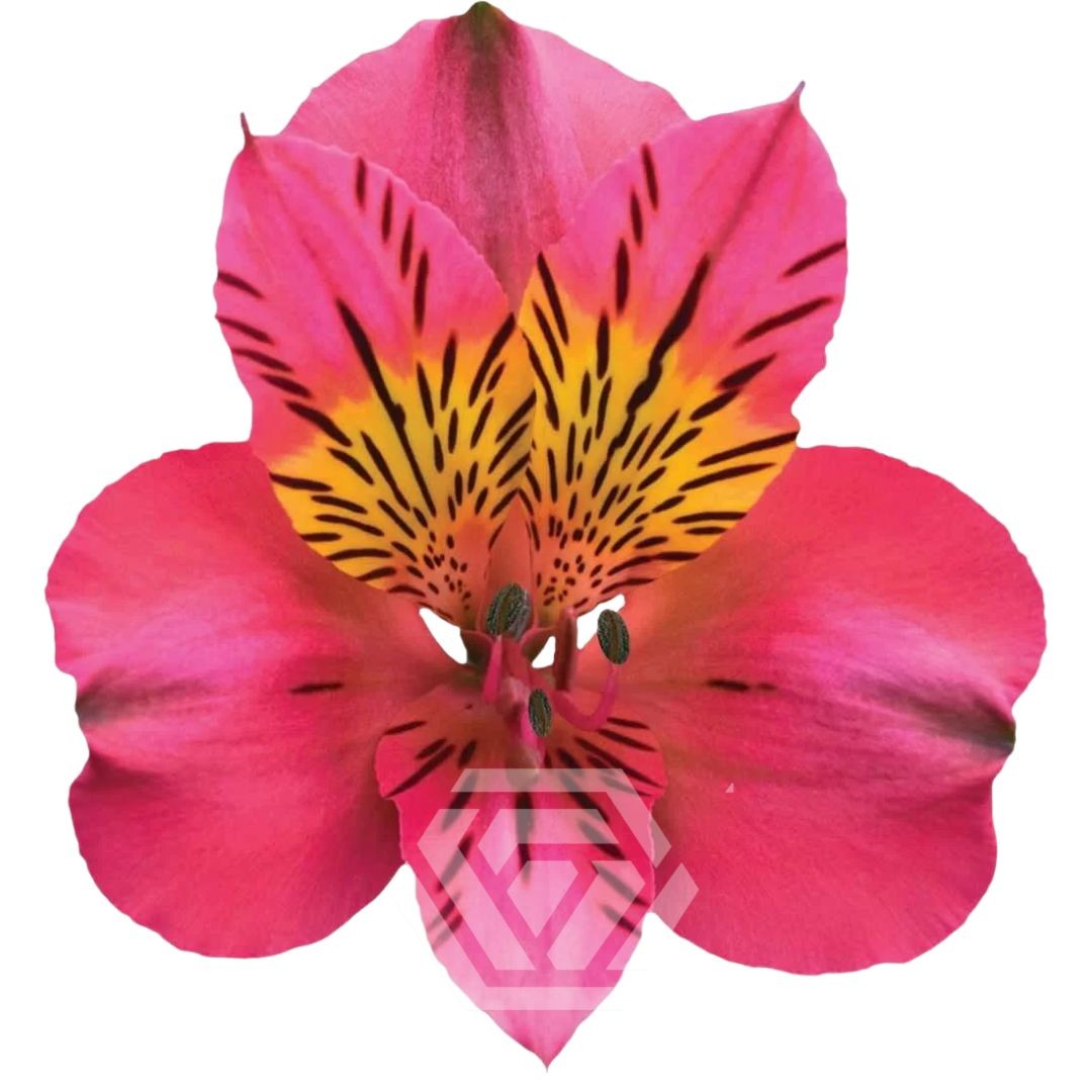 Amposta - Tessa The Finest Flowers