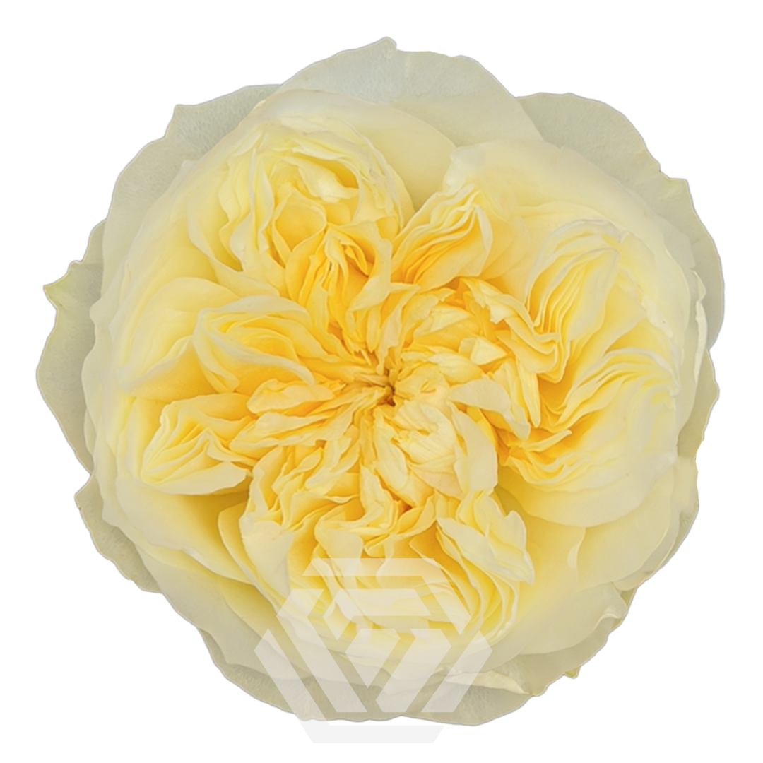 Antonia Gardens - Tessa The Finest Flowers