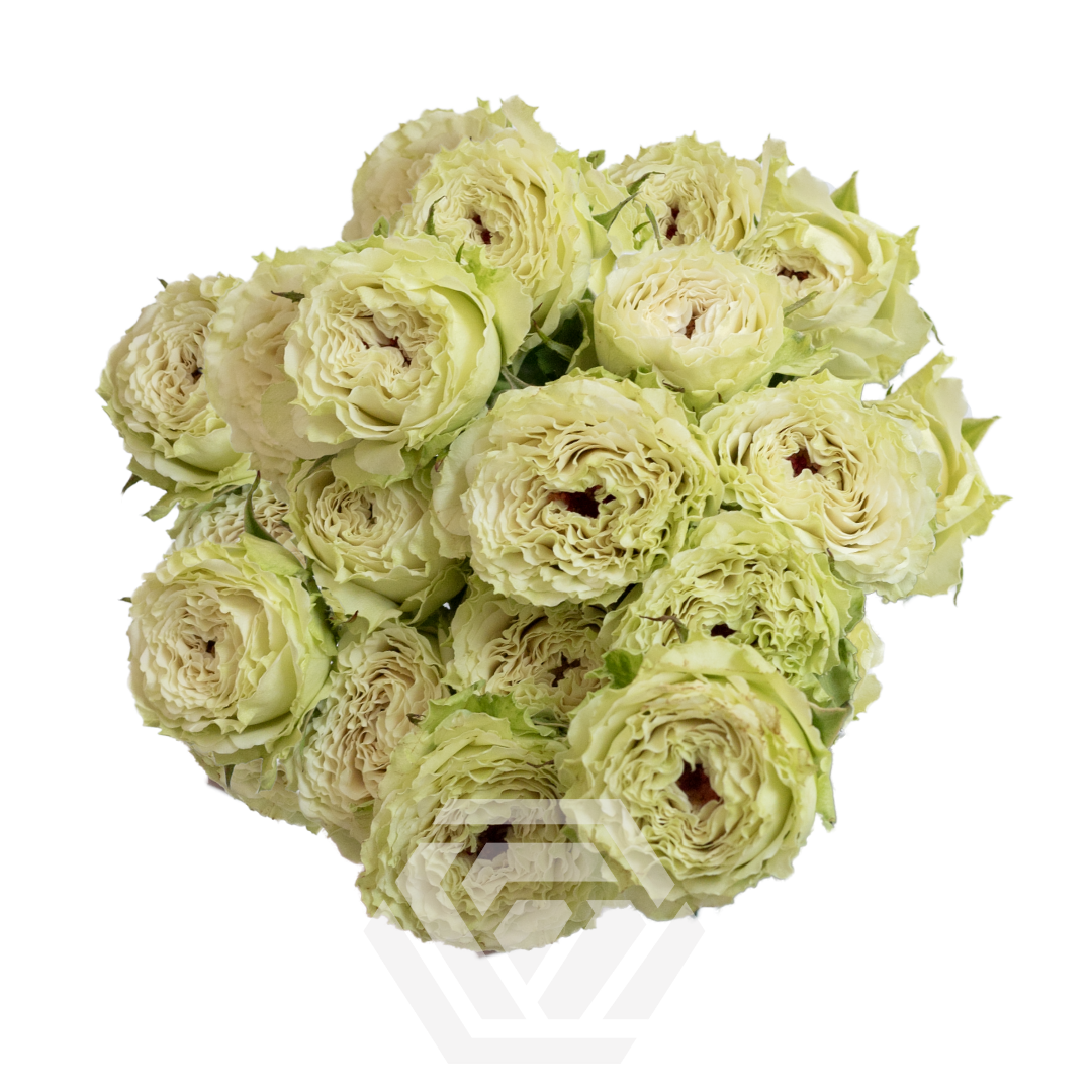 Be Strong - Tessa The Finest Flowers