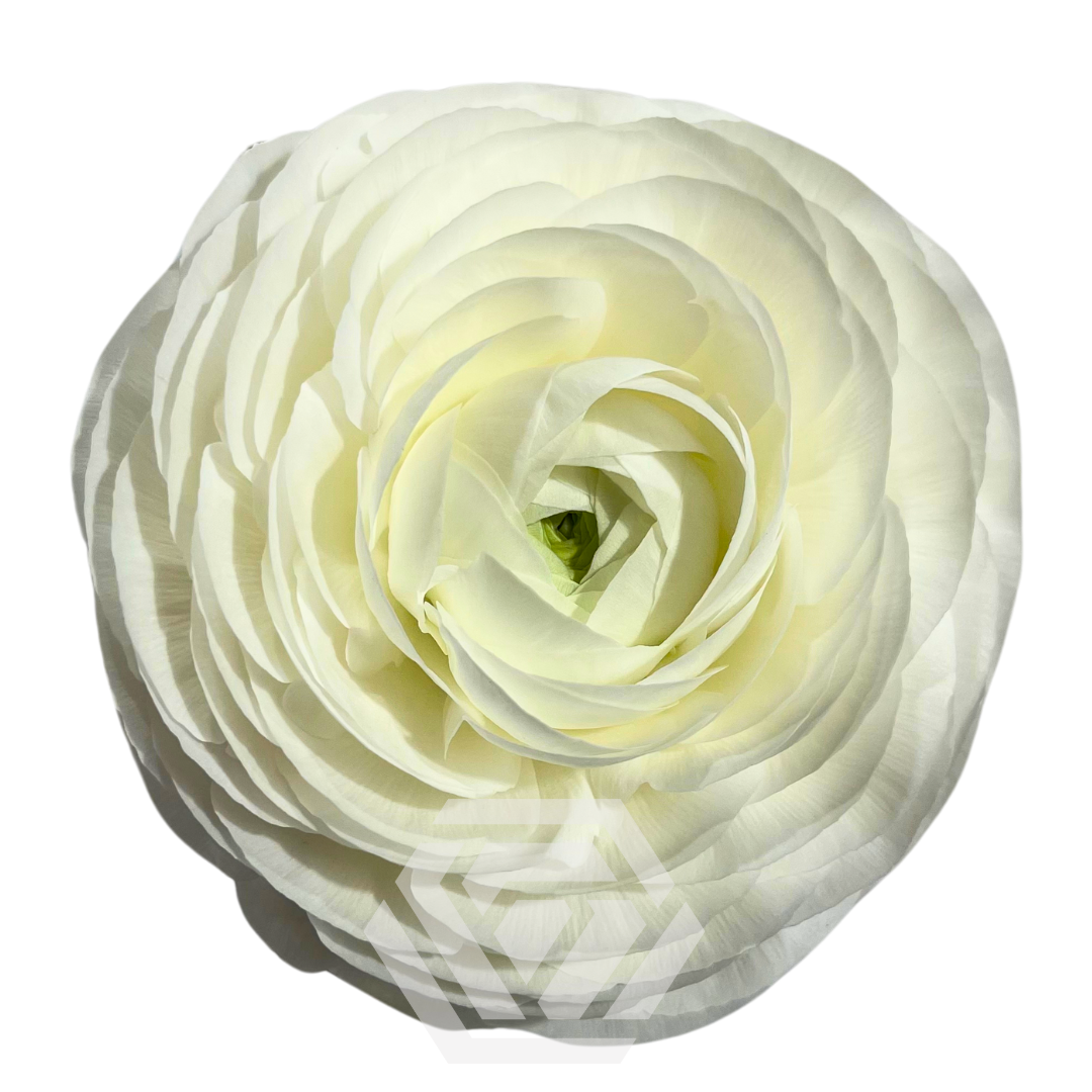 Elegance Bianco - Tessa The Finest Flowers