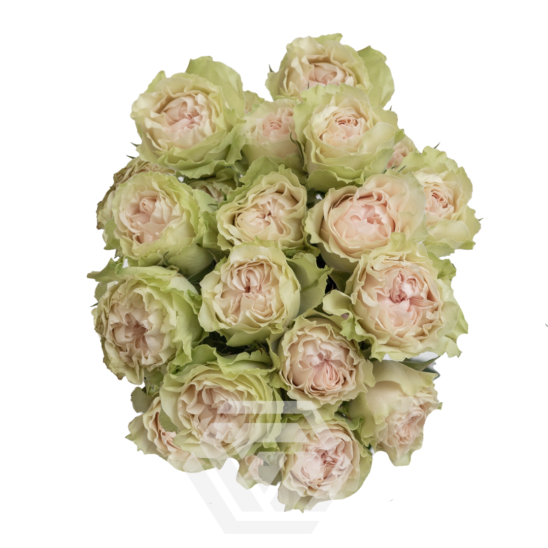 Fibonacci Yantra - Tessa The Finest Flowers