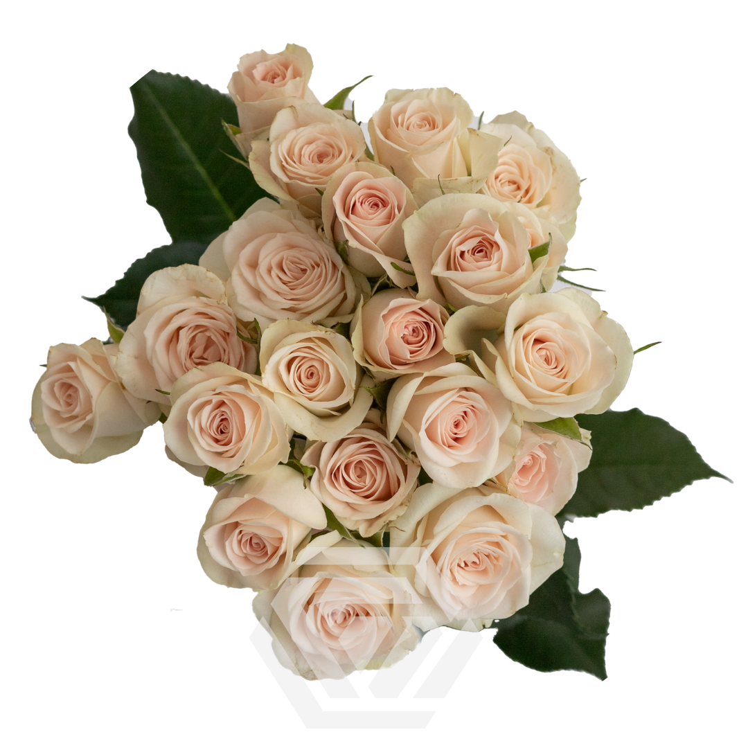 Brilliant Stars Cygnus - Tessa The Finest Flowers