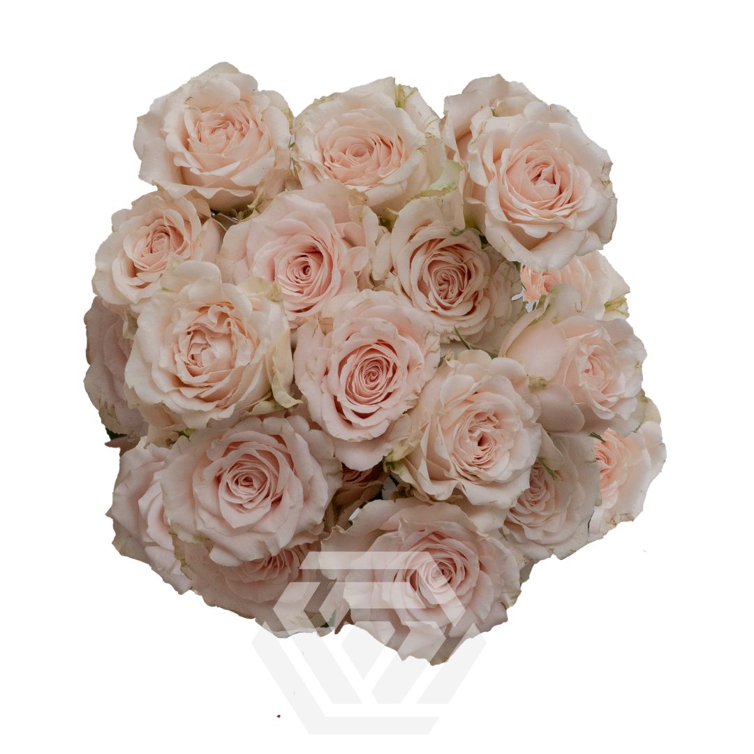 Brilliant Stars Volans - Tessa The Finest Flowers