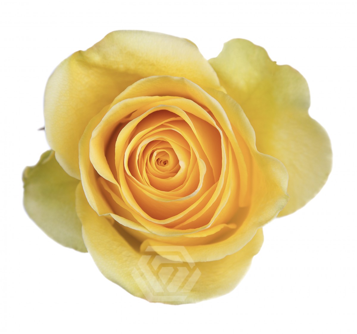 Brighton - Tessa The Finest Flowers