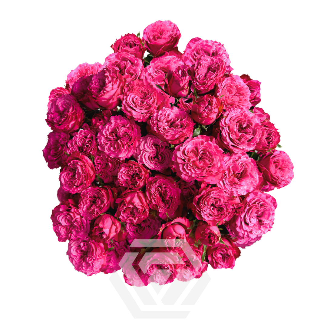 Be Gracious - Tessa The Finest Flowers