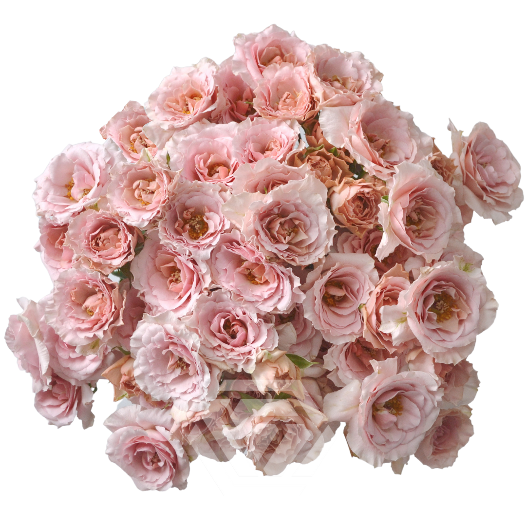 Be Loving - Tessa The Finest Flowers