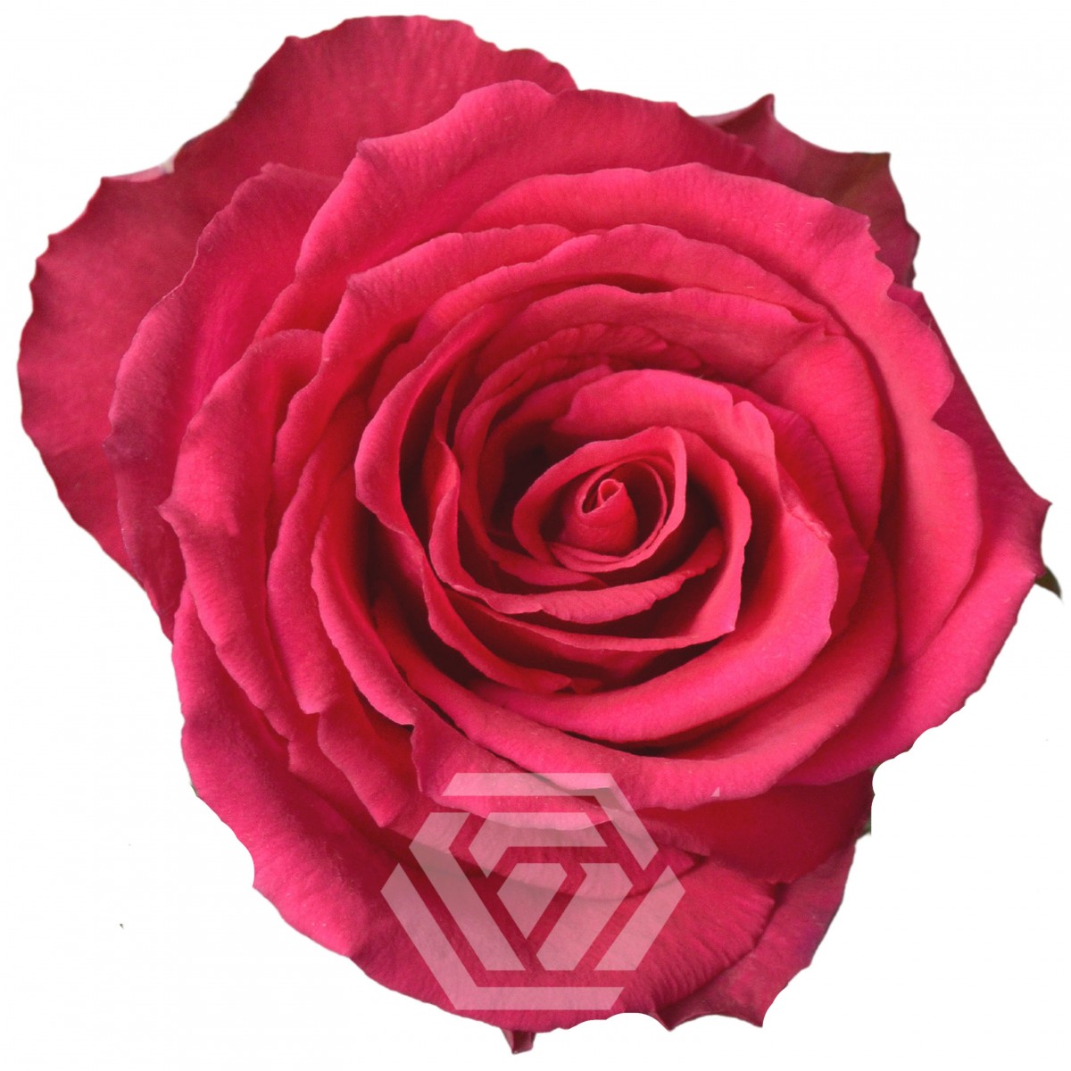 Born Beauty - Tessa The Finest Flowers