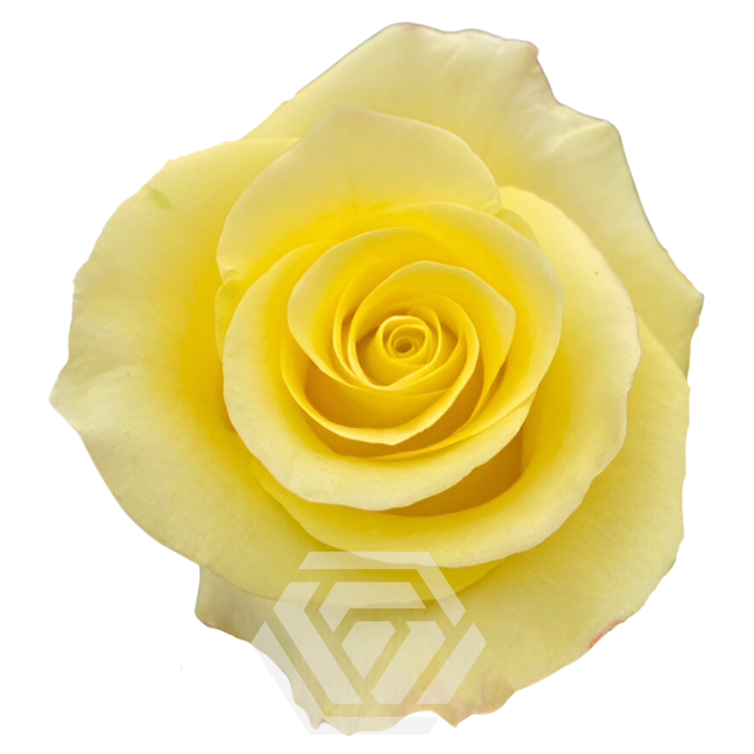 Cancun - Tessa The Finest Flowers