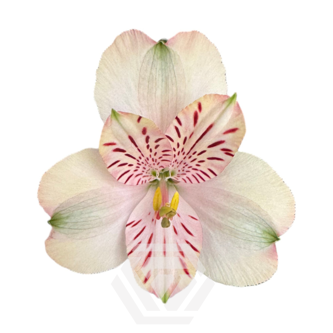 Canyon - Tessa The Finest Flowers