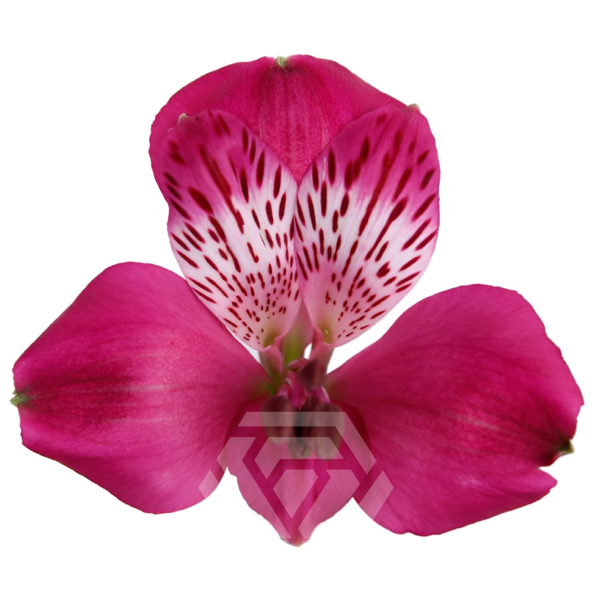 Casanova - Tessa The Finest Flowers