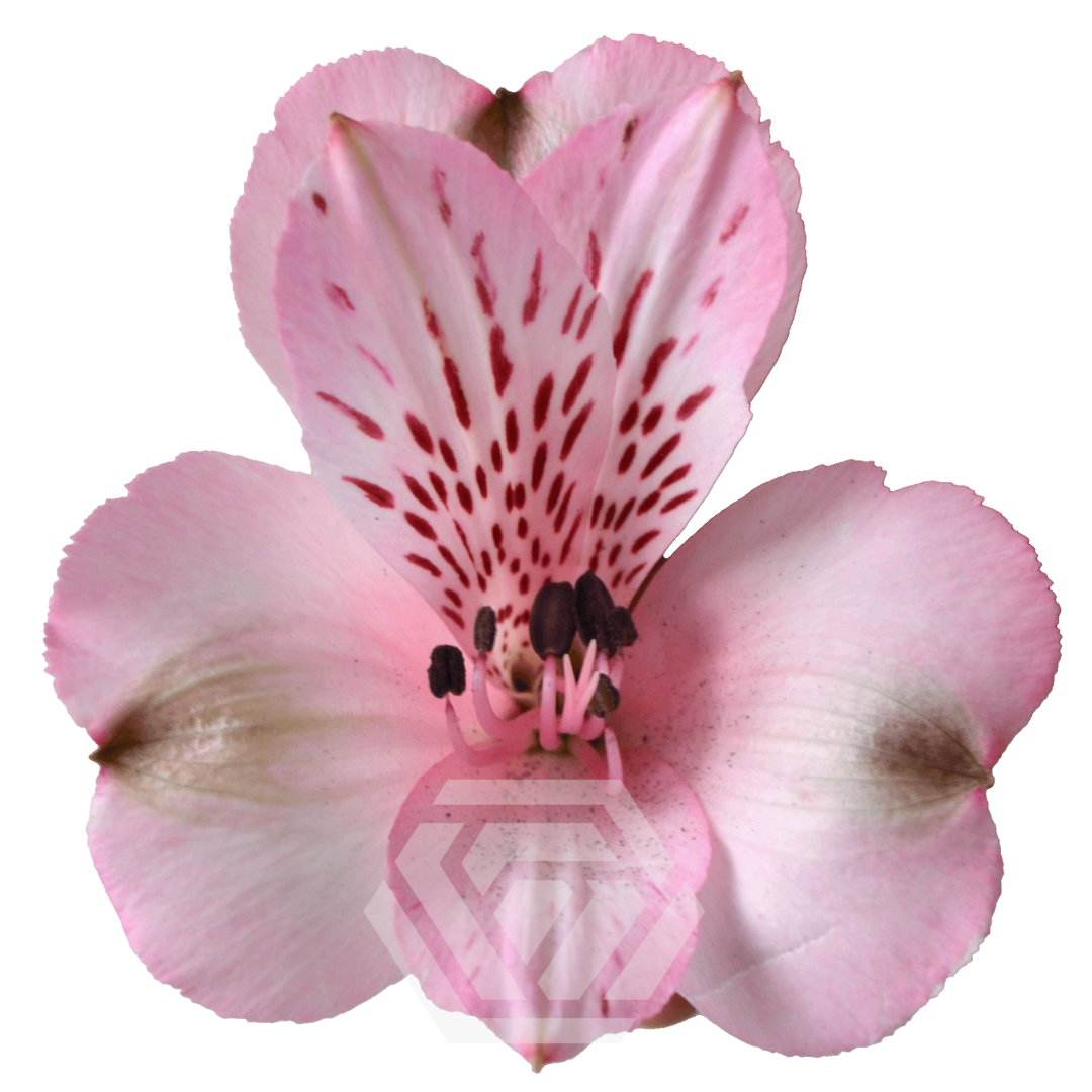 Debby - Tessa The Finest Flowers