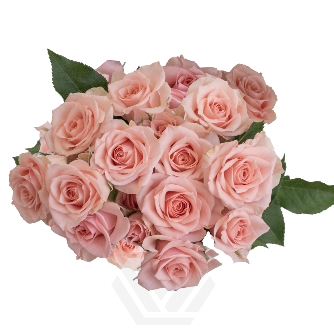 Elba - Tessa The Finest Flowers
