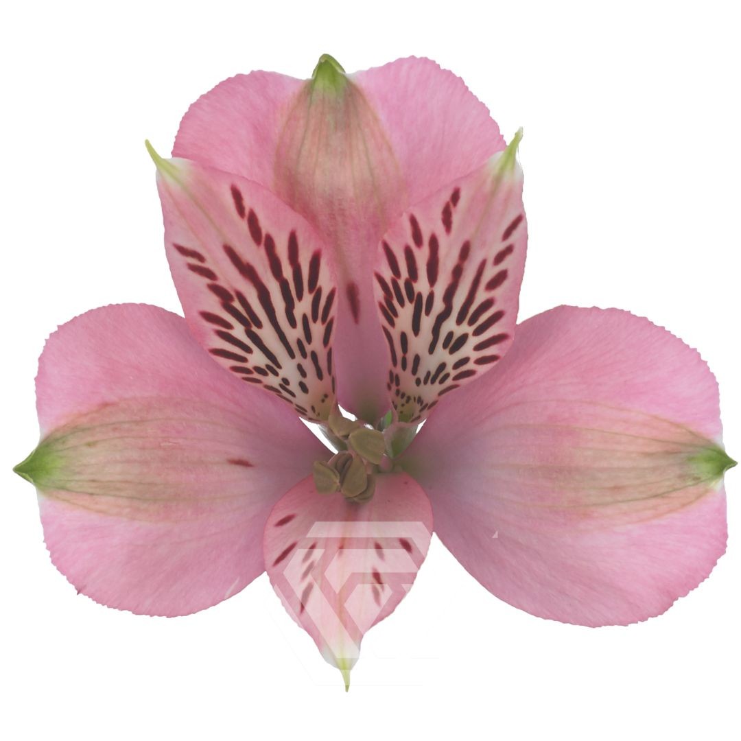 Elegance - Tessa The Finest Flowers