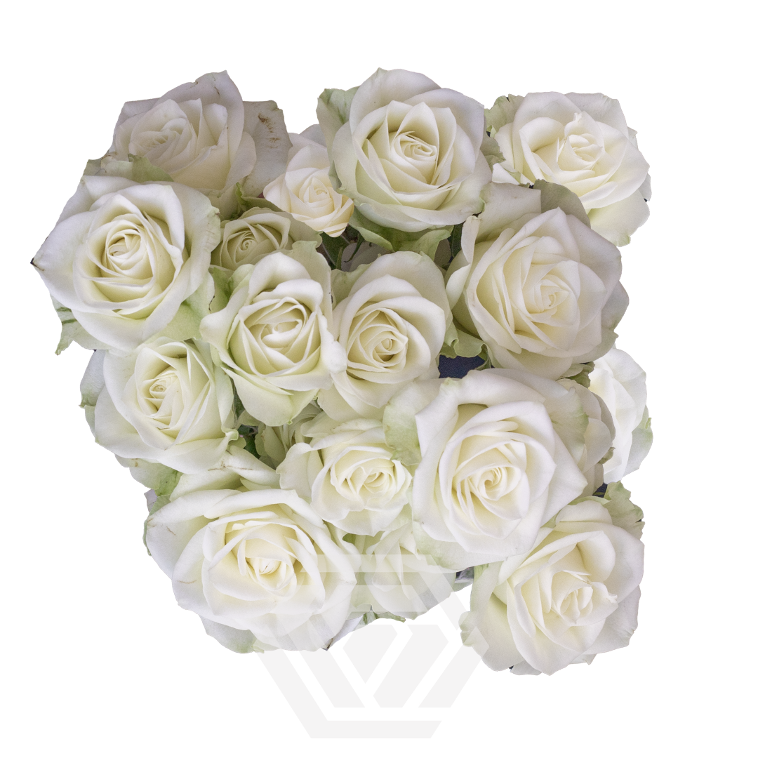 Floreana - Tessa The Finest Flowers