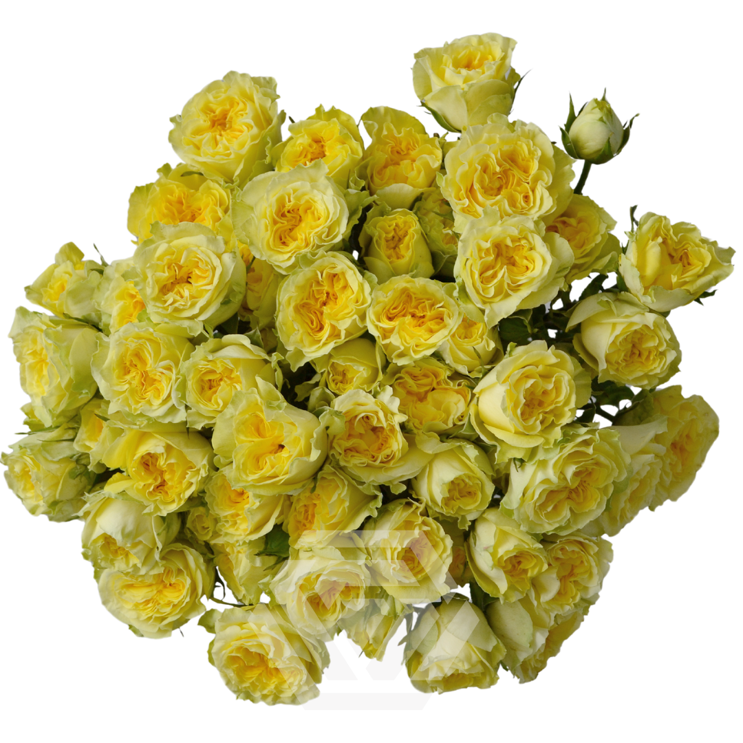 Fibonacci Gioconda - Tessa The Finest Flowers