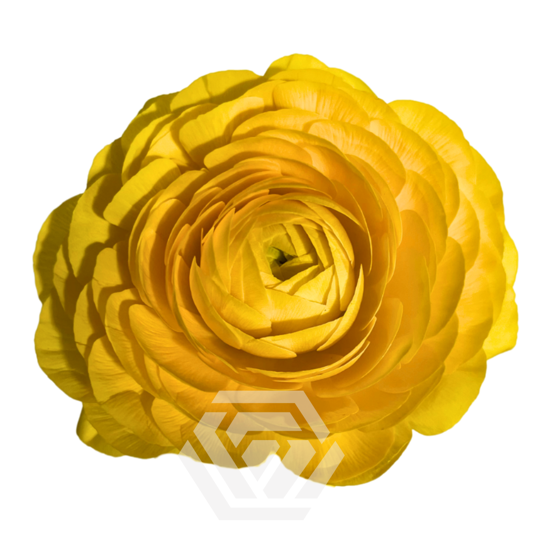 Elegance Giallo - Tessa The Finest Flowers