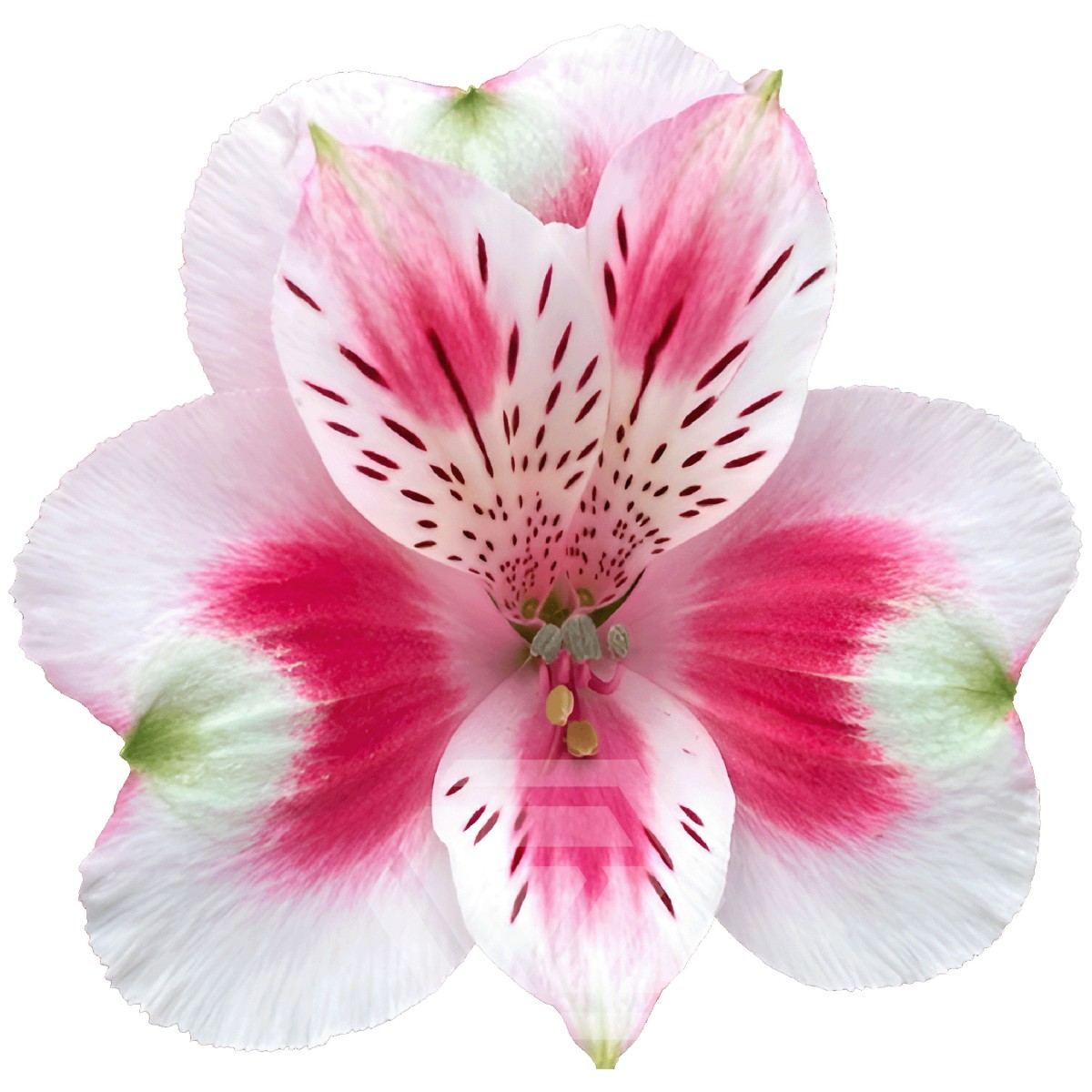Hot Shot - Tessa The Finest Flowers