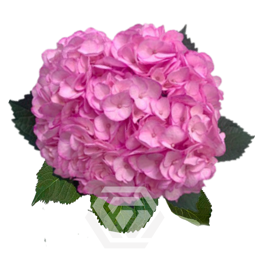 Hydrangea Tinted Hot Pink - Tessa The Finest Flowers