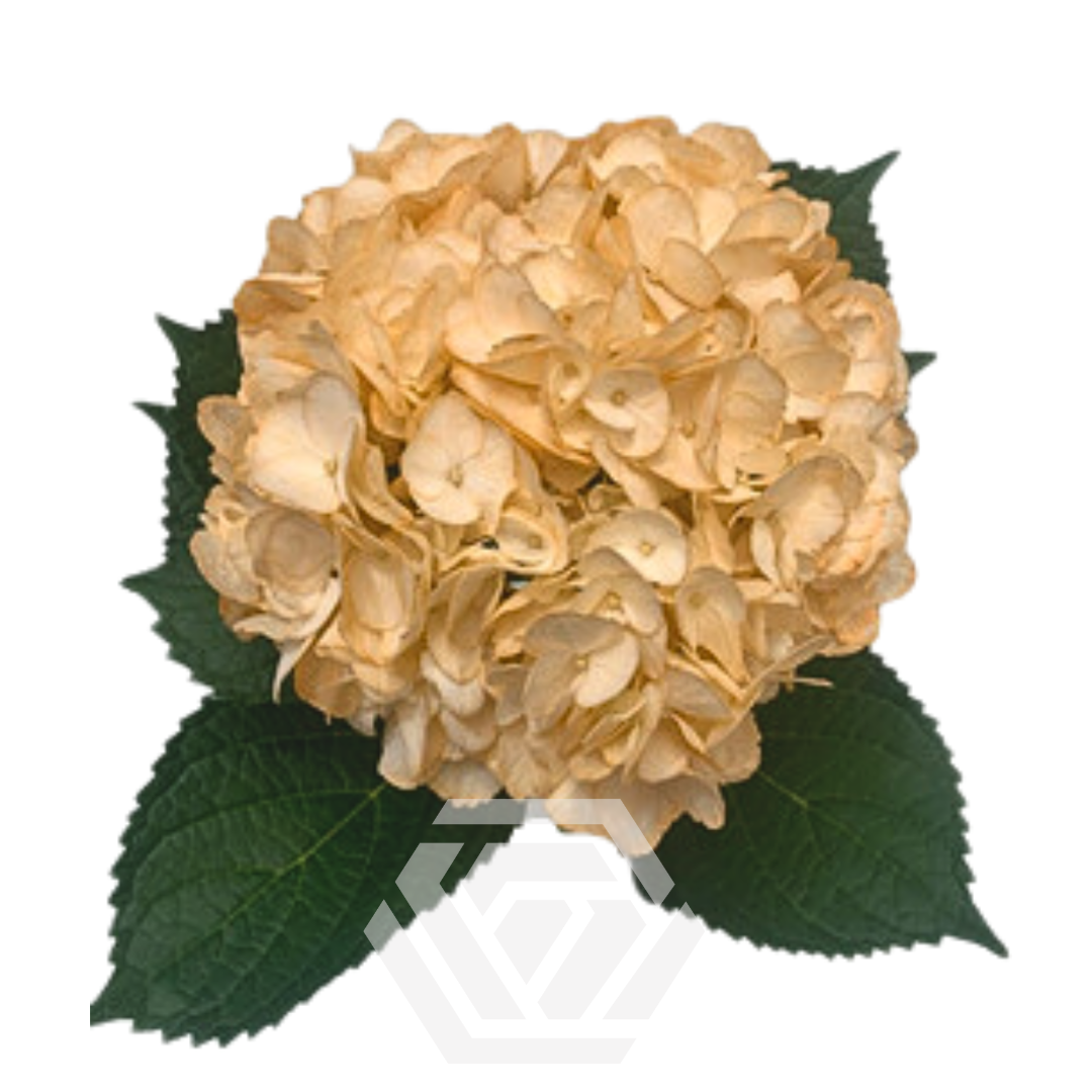 Hydrangea Tinted Light Peach - Tessa The Finest Flowers