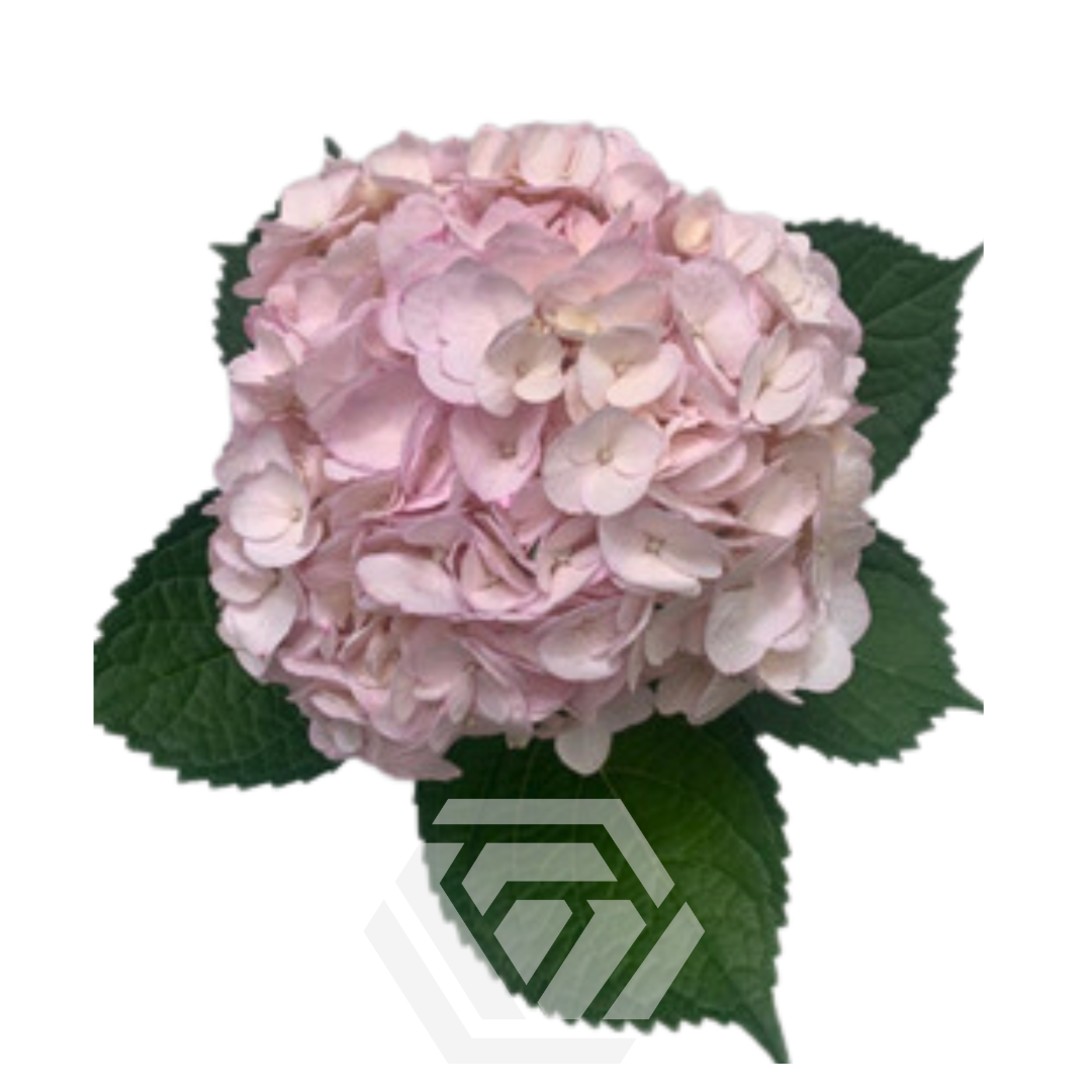 Hydrangea Tinted Light Pink - Tessa The Finest Flowers