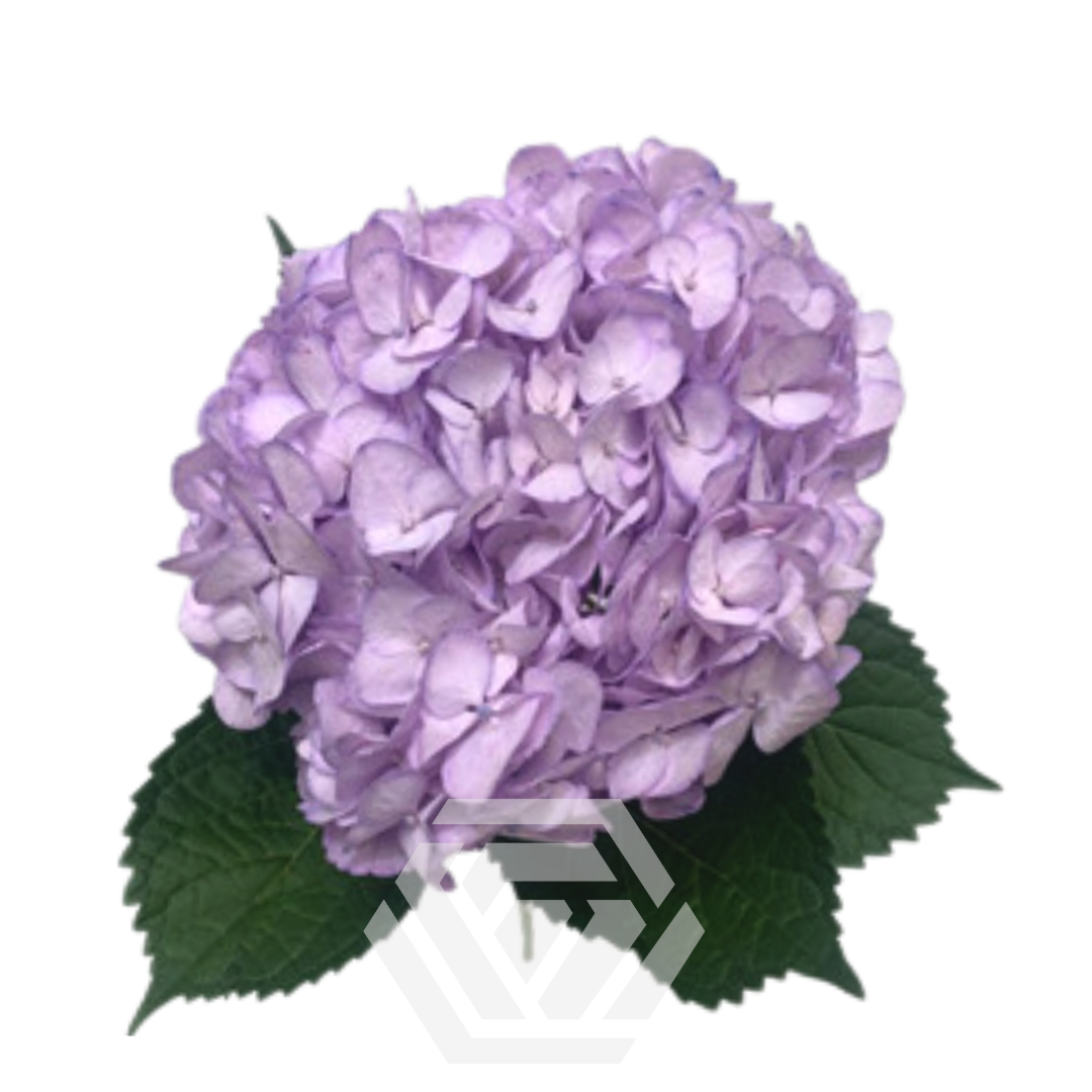 Hydrangea Tinted Light Purple - Tessa The Finest Flowers