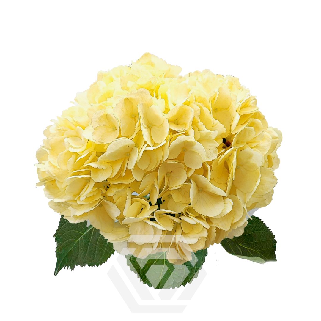 Hydrangea Tinted Light Yellow - Tessa The Finest Flowers
