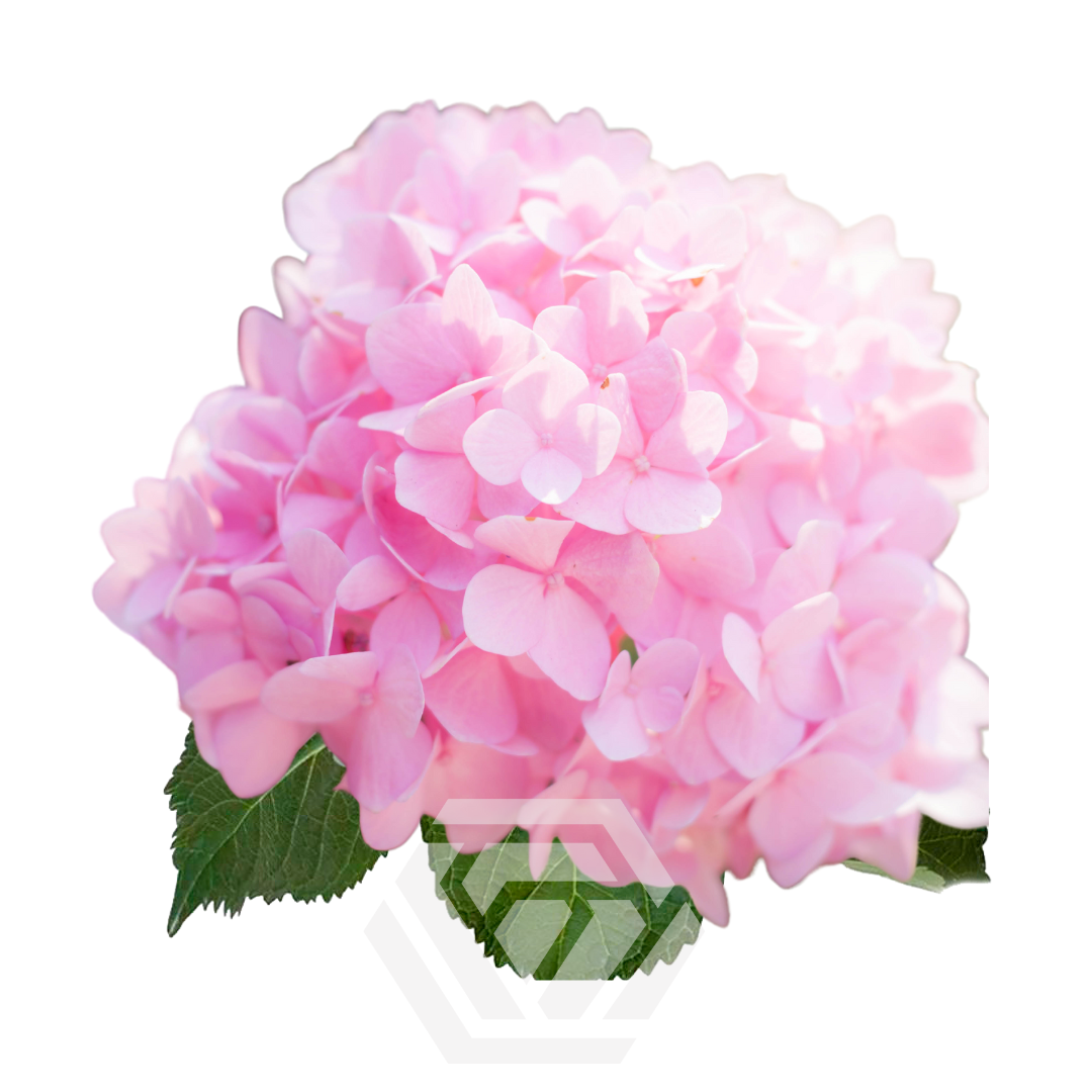 Hydrangea Tinted Pink - Tessa The Finest Flowers