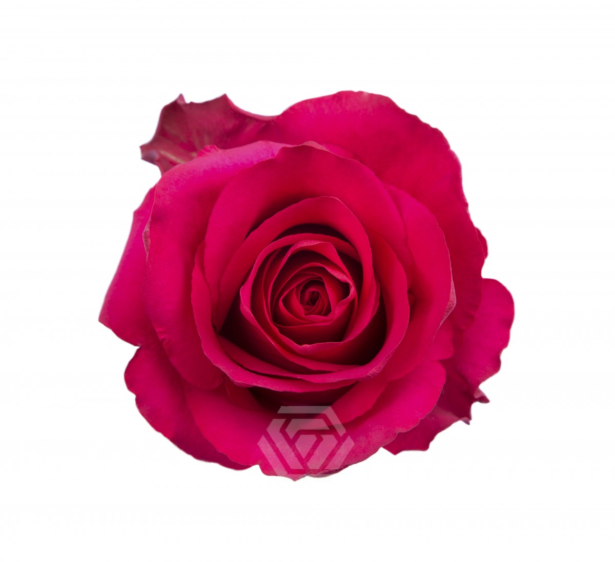 Hot Explorer - Tessa The Finest Flowers