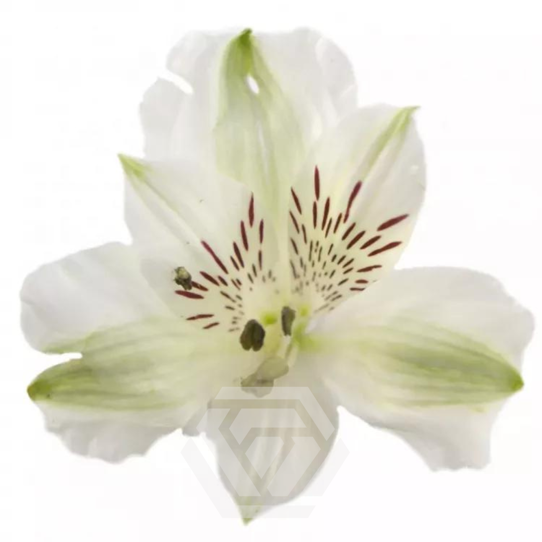 Jennifer - Tessa The Finest Flowers
