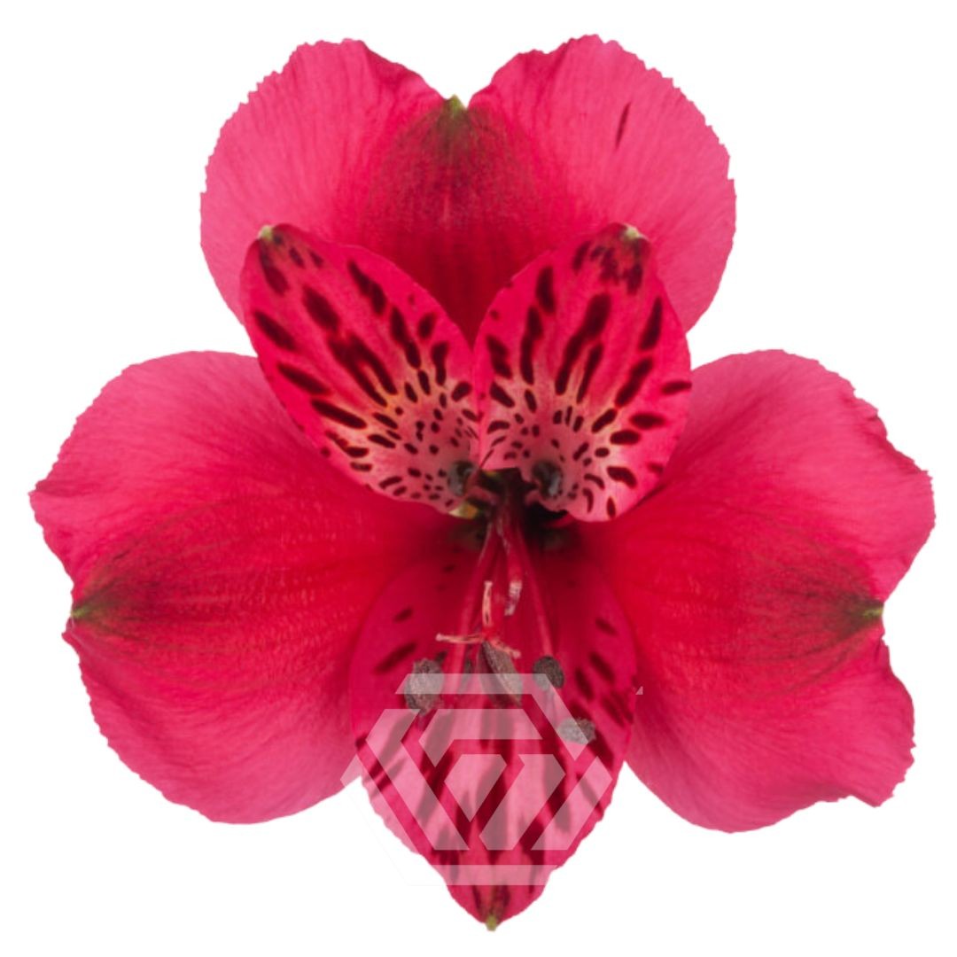 Lucia - Tessa The Finest Flowers
