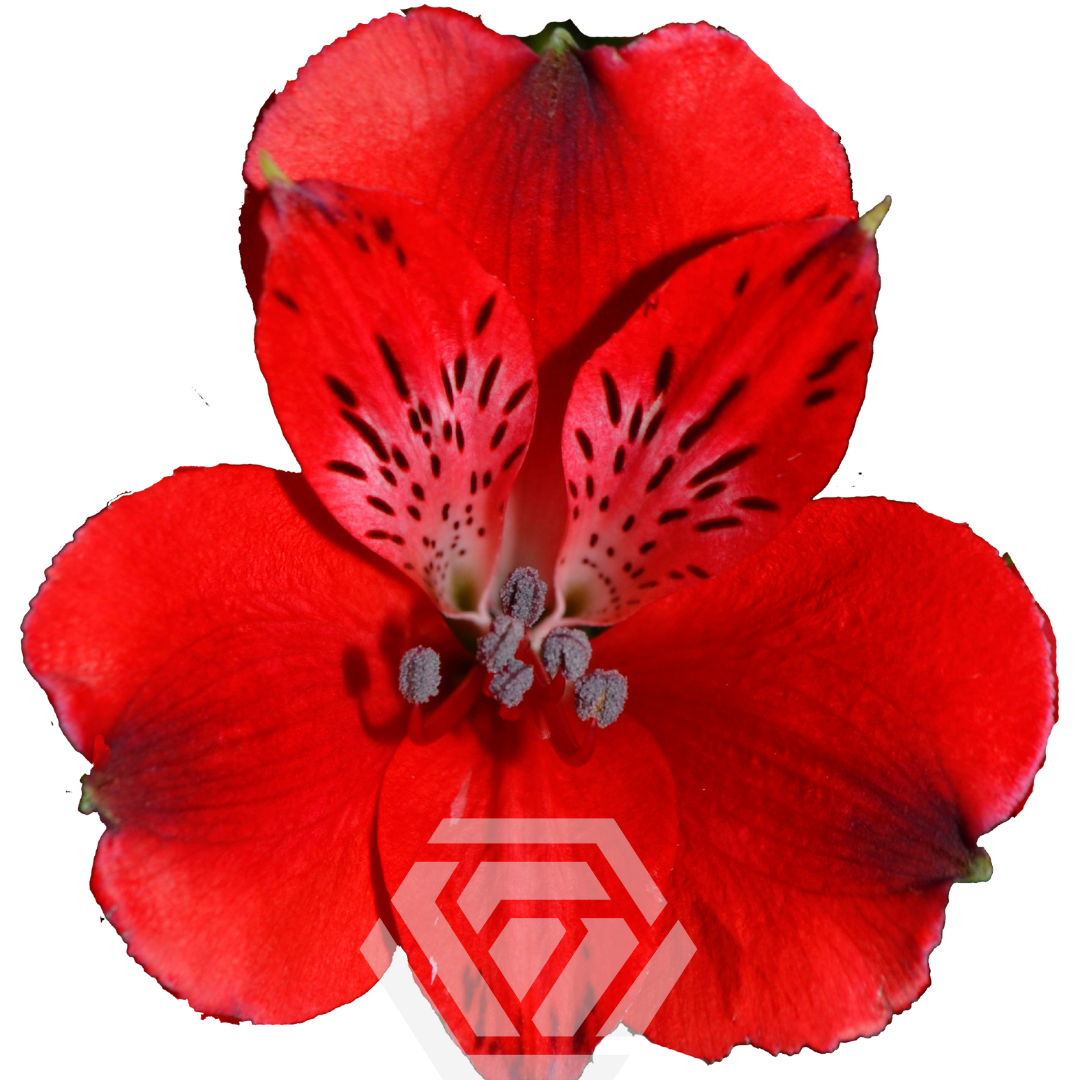 Nirvana - Tessa The Finest Flowers