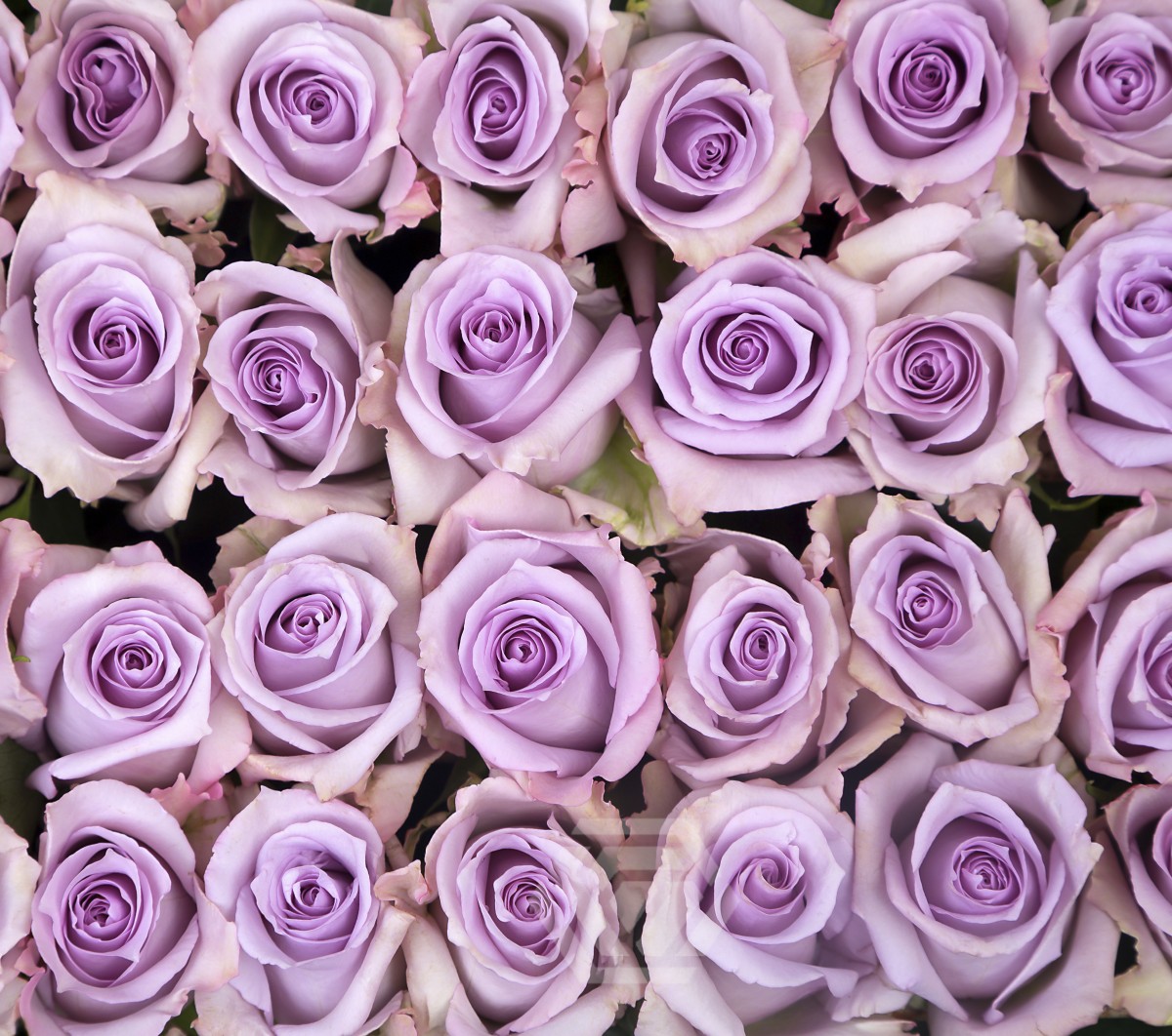 Ocean Song Rose