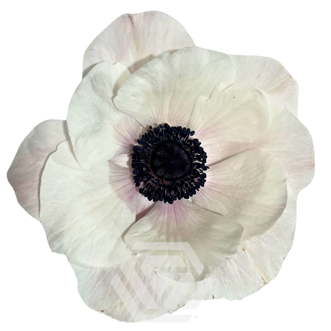 Mistral Panda Blush - Tessa The Finest Flowers