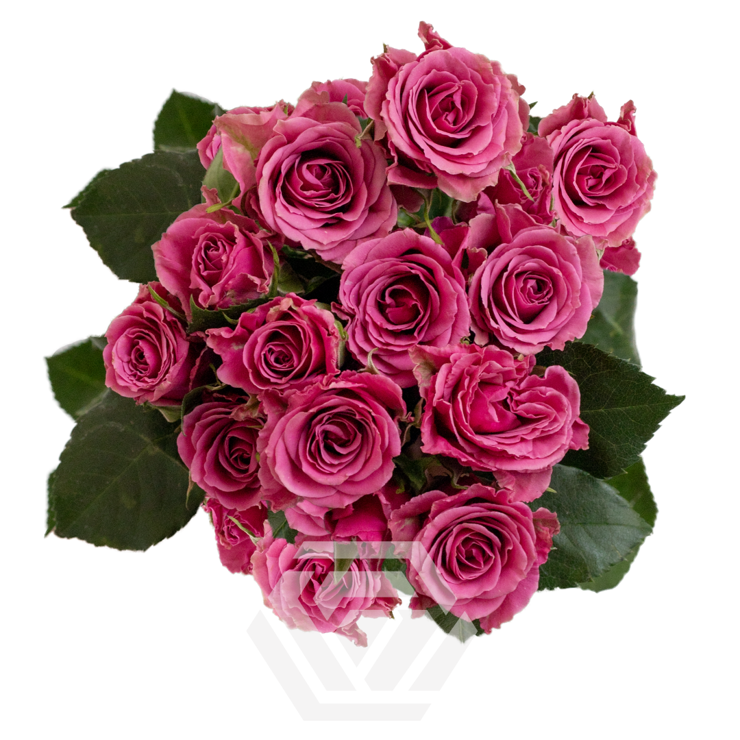 Brilliant Stars Cassiopeia - Tessa The Finest Flowers