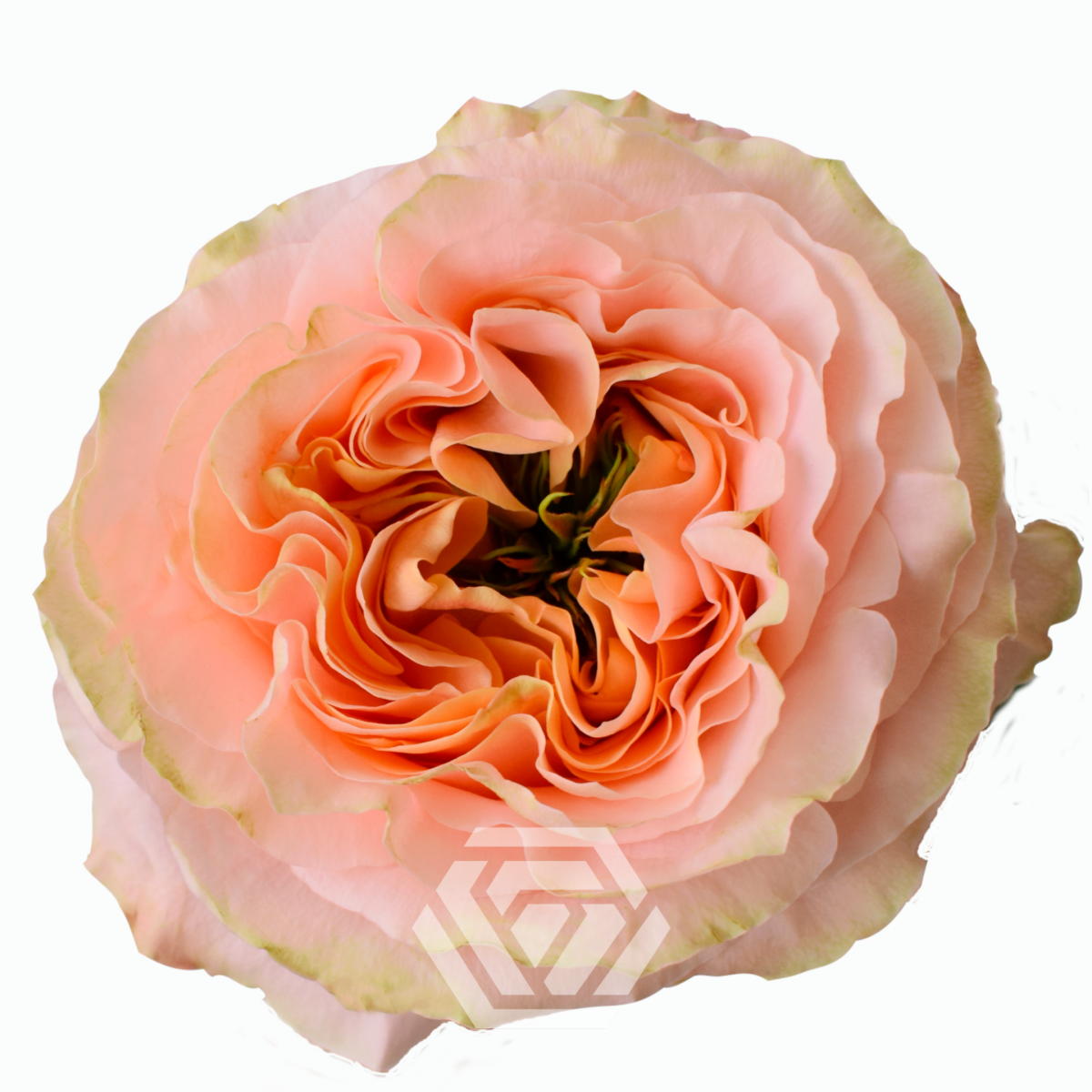 Princess Crown - Tessa The Finest Flowers