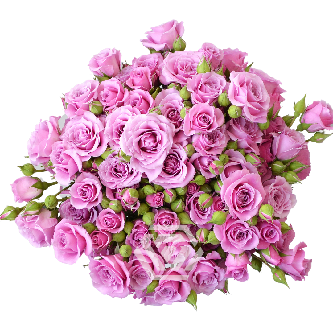 Blue Moon - Tessa The Finest Flowers