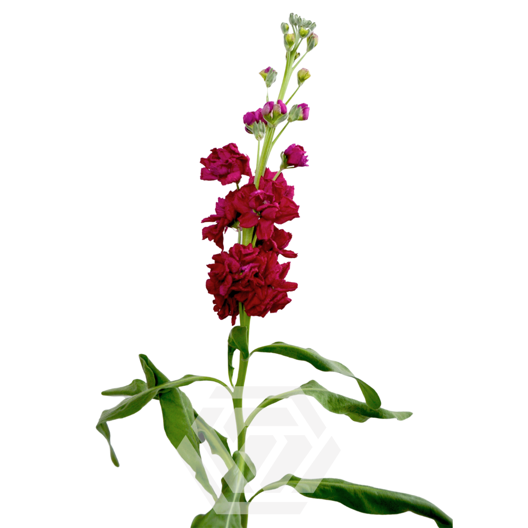 Mathiola Red Ruby - Tessa The Finest Flowers