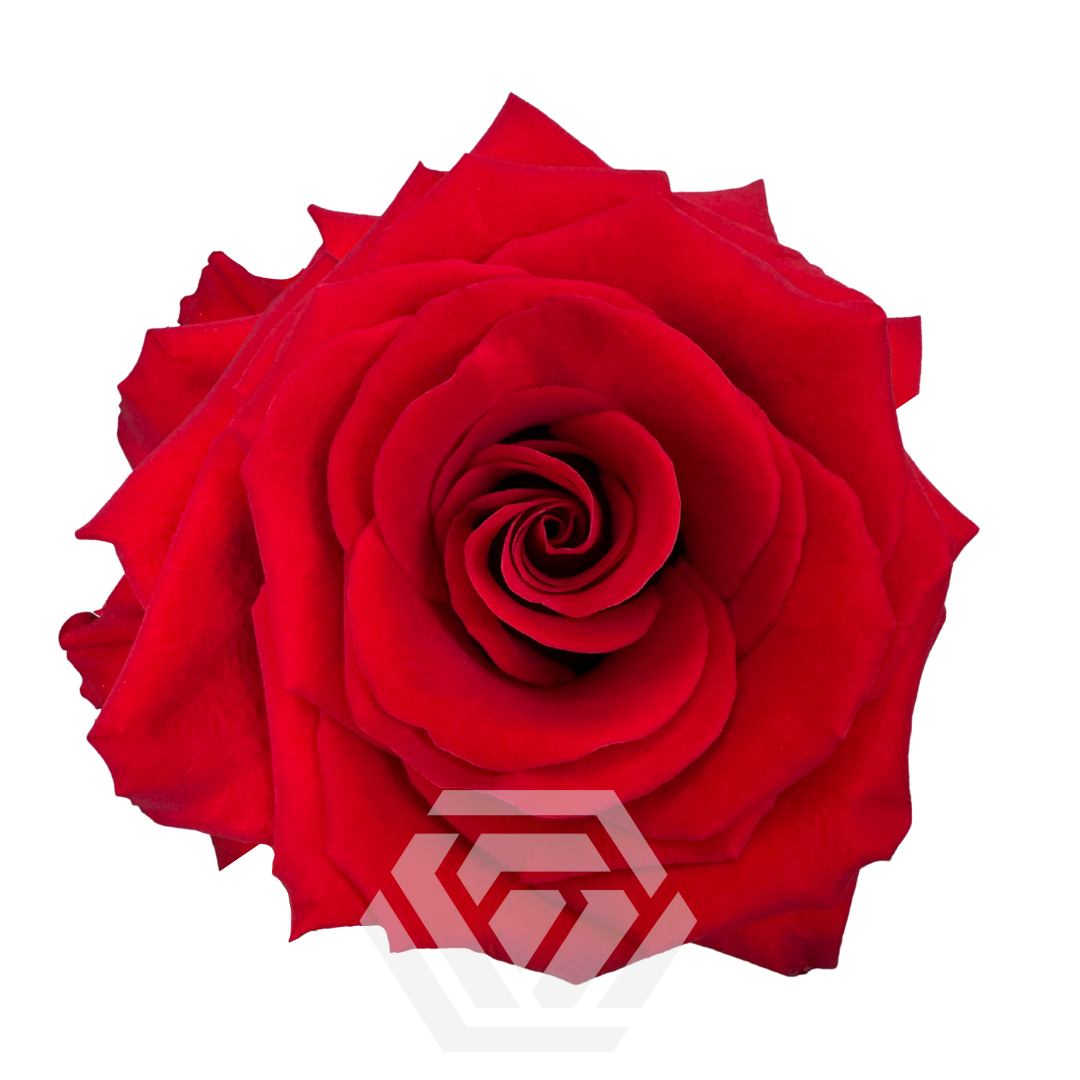 Redvolution - Tessa The Finest Flowers