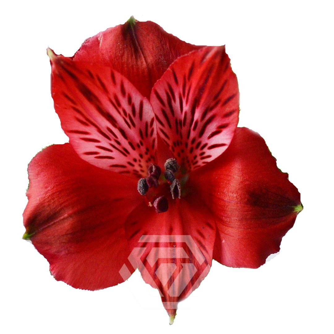 Romance - Tessa The Finest Flowers