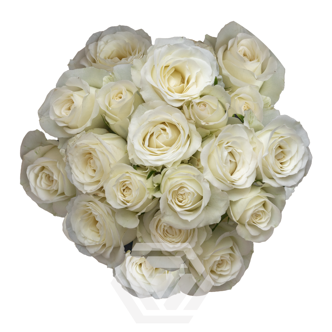 Shining Star - Tessa The Finest Flowers