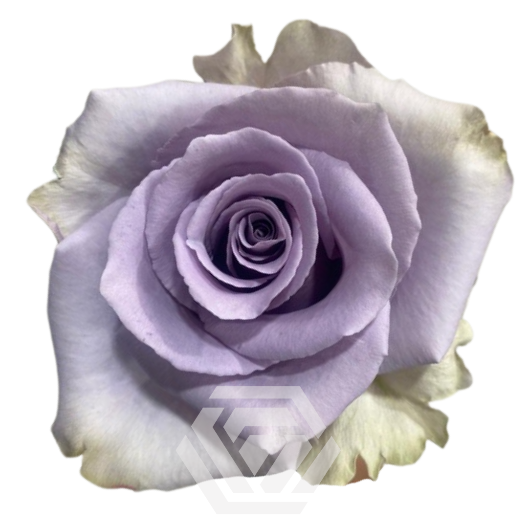 Shocking Blue - Tessa The Finest Flowers