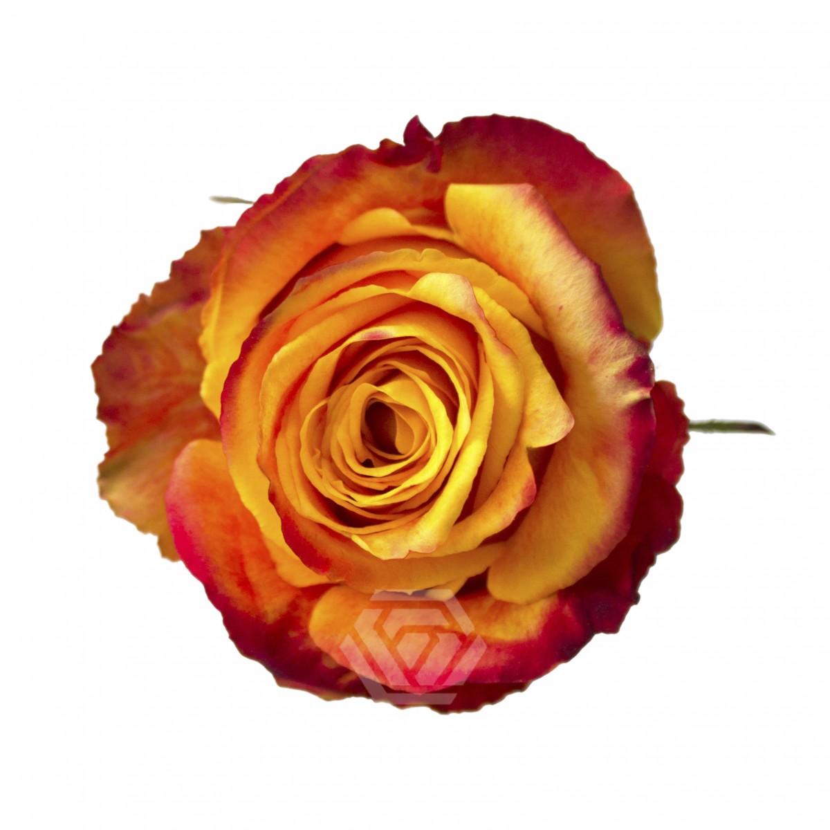 Silantoi - Tessa The Finest Flowers