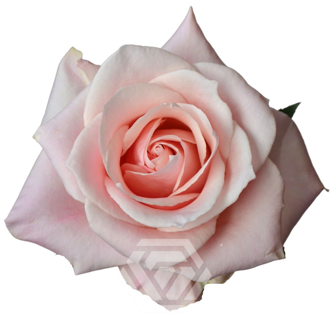 Sweet Bliss - Tessa The Finest Flowers