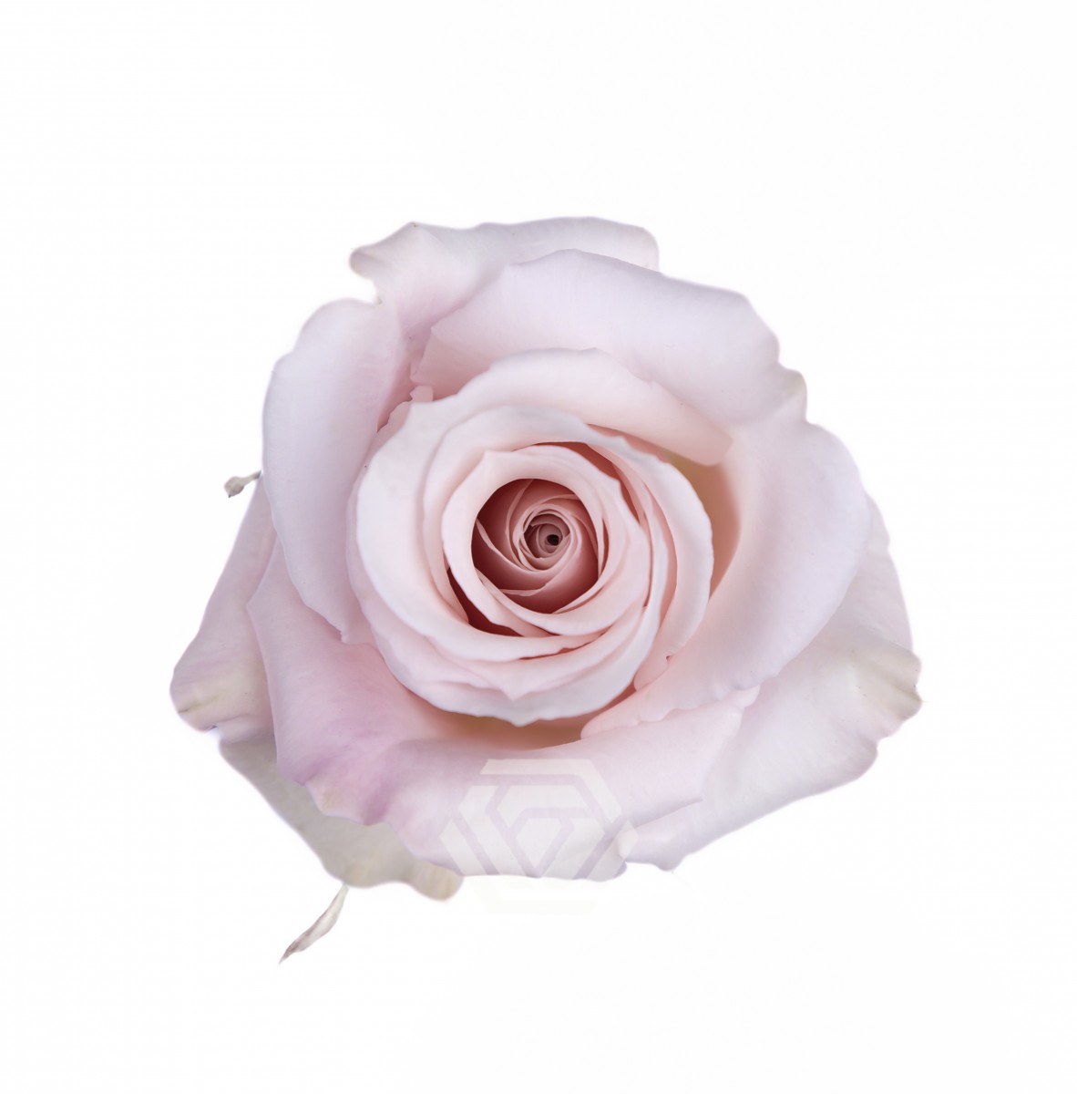 Sweet Escimo - Tessa The Finest Flowers