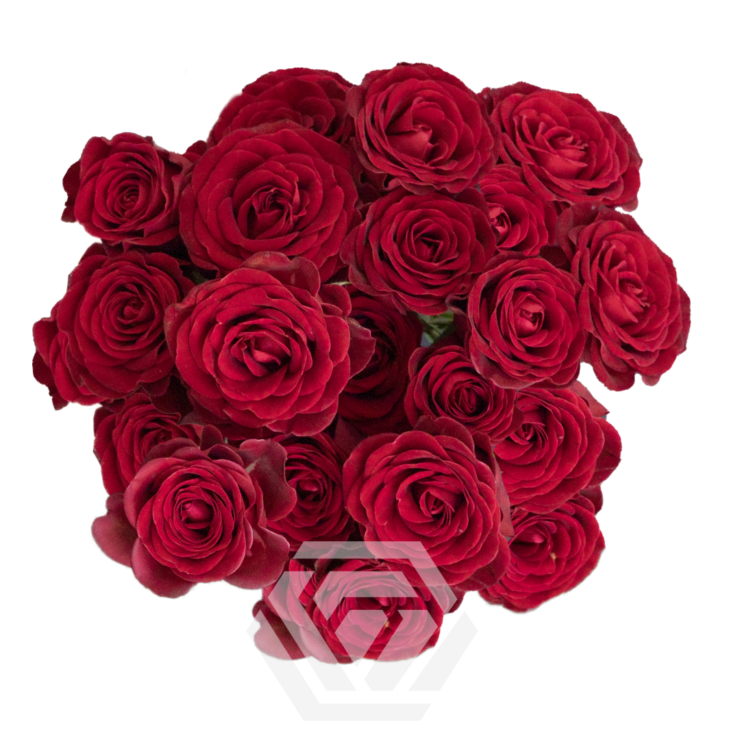 Verona - Tessa The Finest Flowers