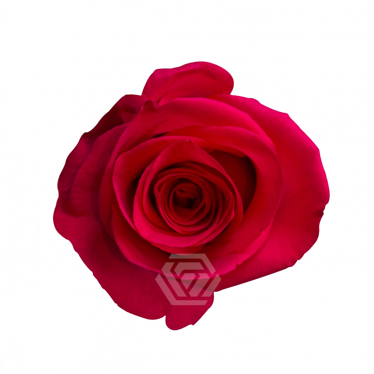 V.I. Pink - Tessa The Finest Flowers