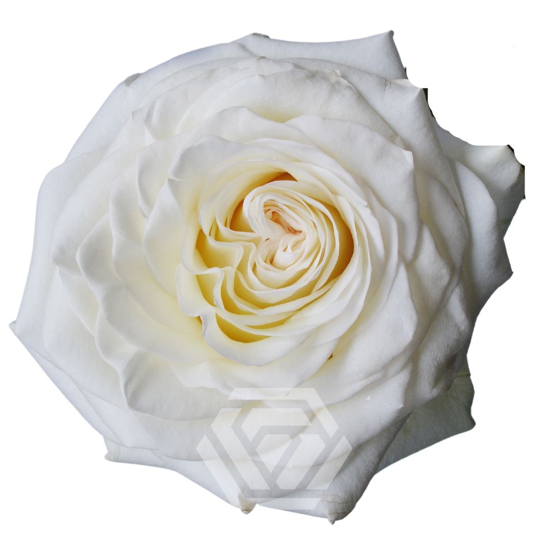 White Shimmer - Tessa The Finest Flowers