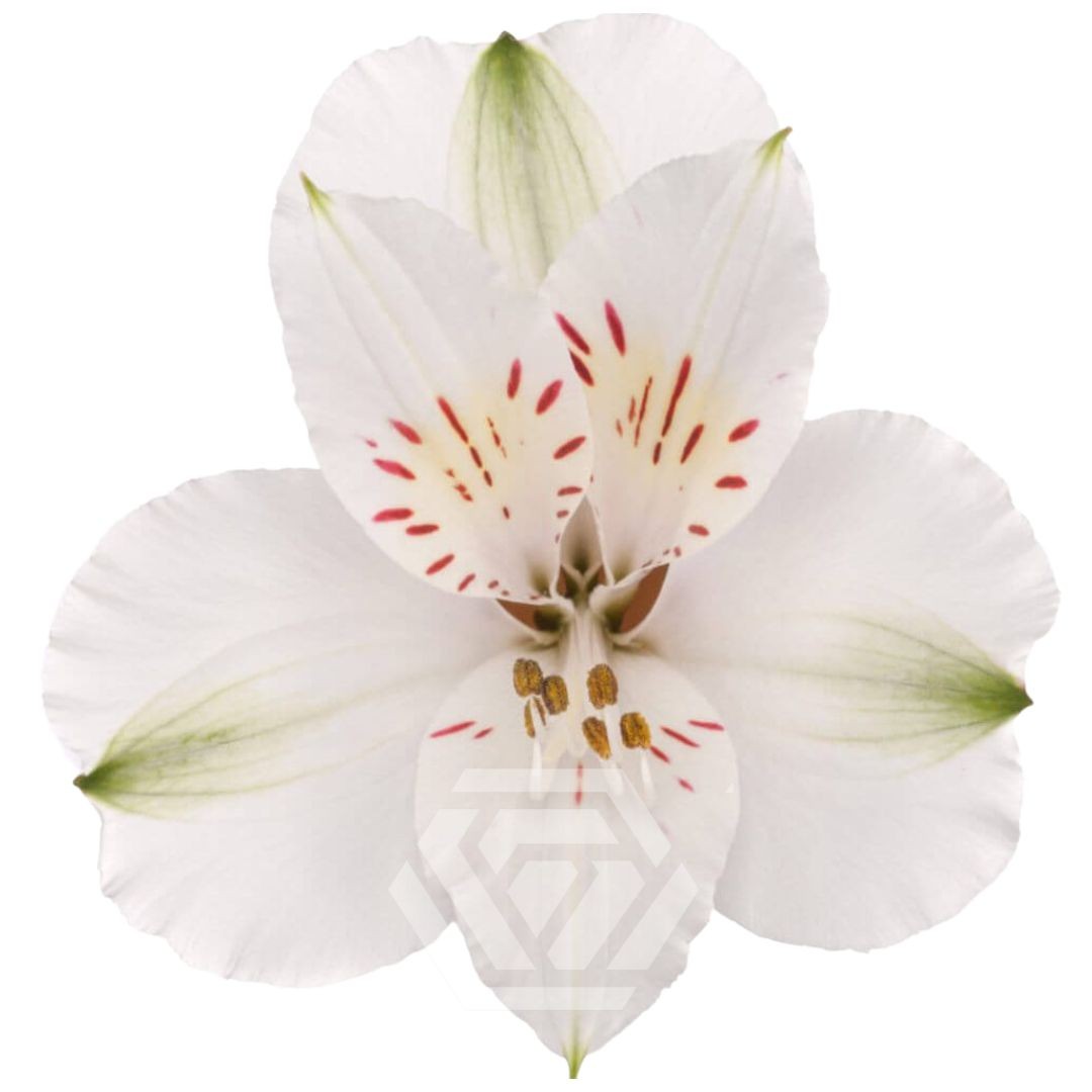 Winterfell - Tessa The Finest Flowers